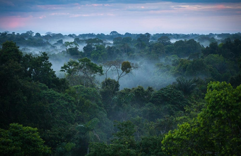 What would happen if the Amazon rainforest ends up like the Borneo ...