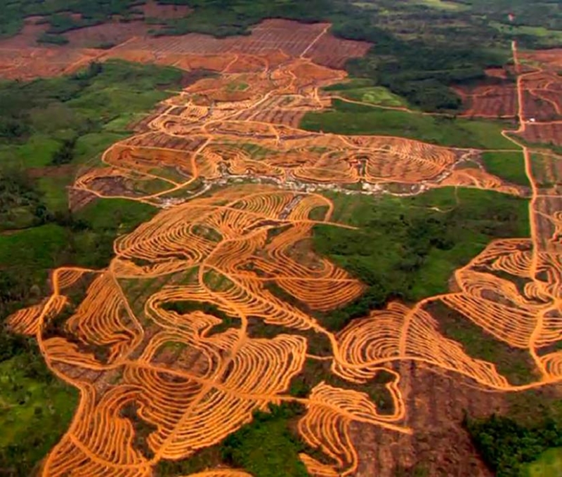 Magazine All about Amazon Rainforest - SGK-Planet