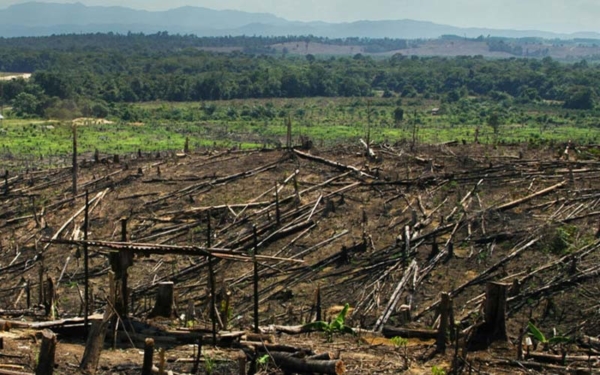What is being done to recover the Borneo rainforest? - SGK-Planet