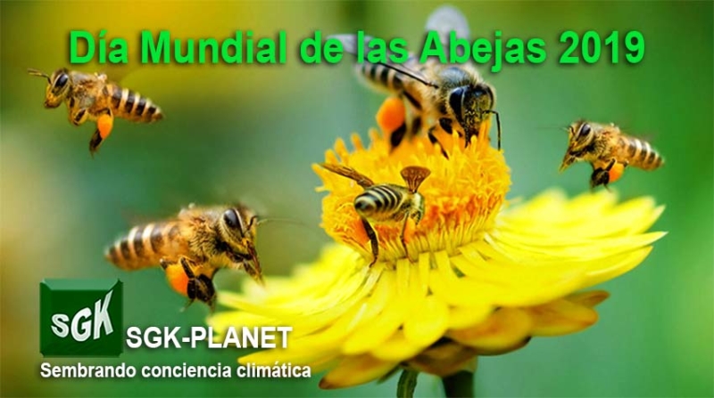 Las abejas nada tienen que celebrar - SGK-Planet