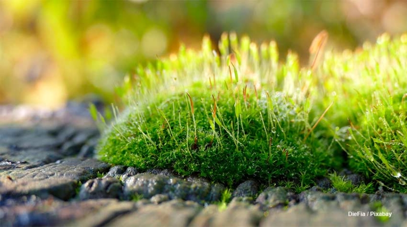 Los autótrofos - SGK-Planet