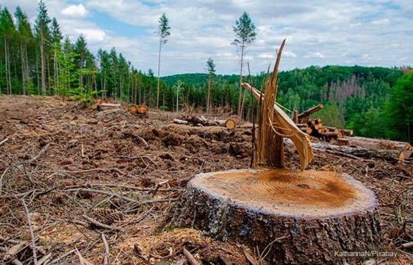 What is deforestation, what are its causes or objectives and ...