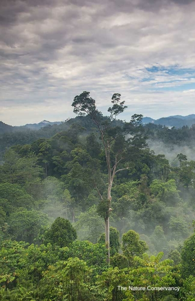 Magazine all about Borneo Rainforest – SGK-Planet